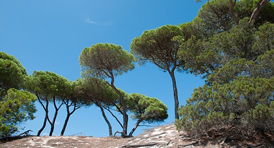 Pinienholz | Eigenschaften & Pflege bei Möbeln