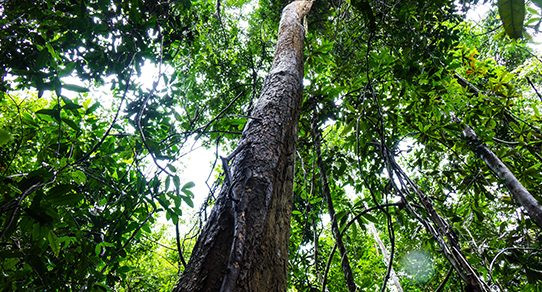 Palisander | Holz-Arten & Pflege bei Möbeln